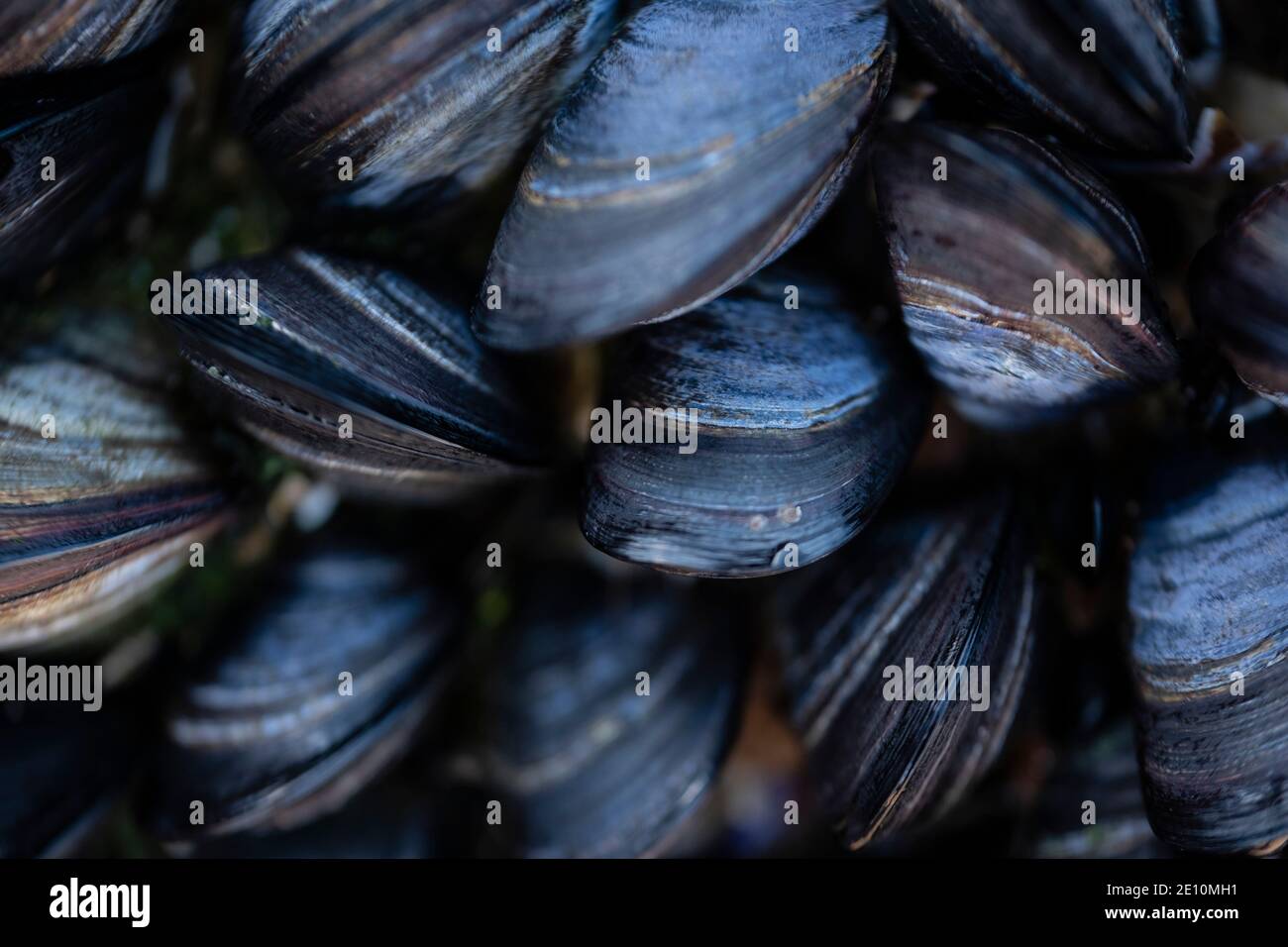 Closed mussel bed image hi-res stock photography and images - Alamy