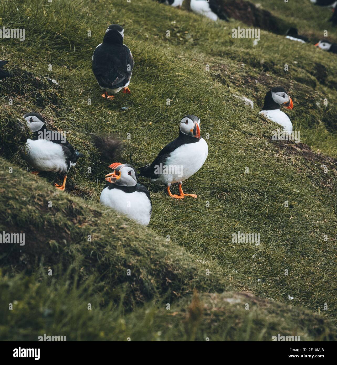Atlantic Puffins bird or common Puffin in ocean blue background ...