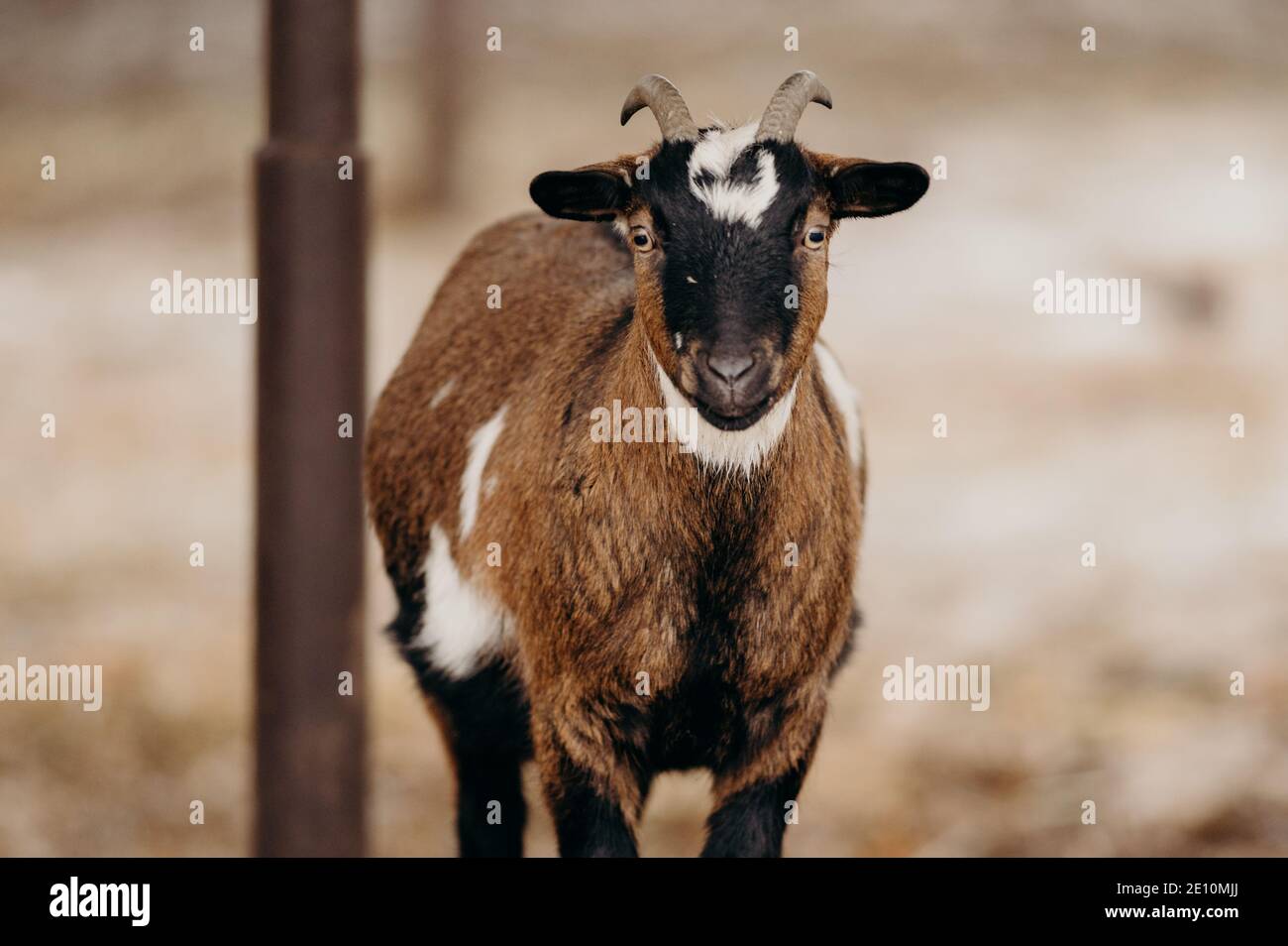 Goat. Portrait of a goat on a farm. Beautiful goat posing. Copy space ...