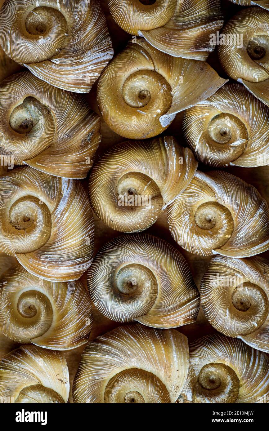 Rams horn snail hi-res stock photography and images - Alamy