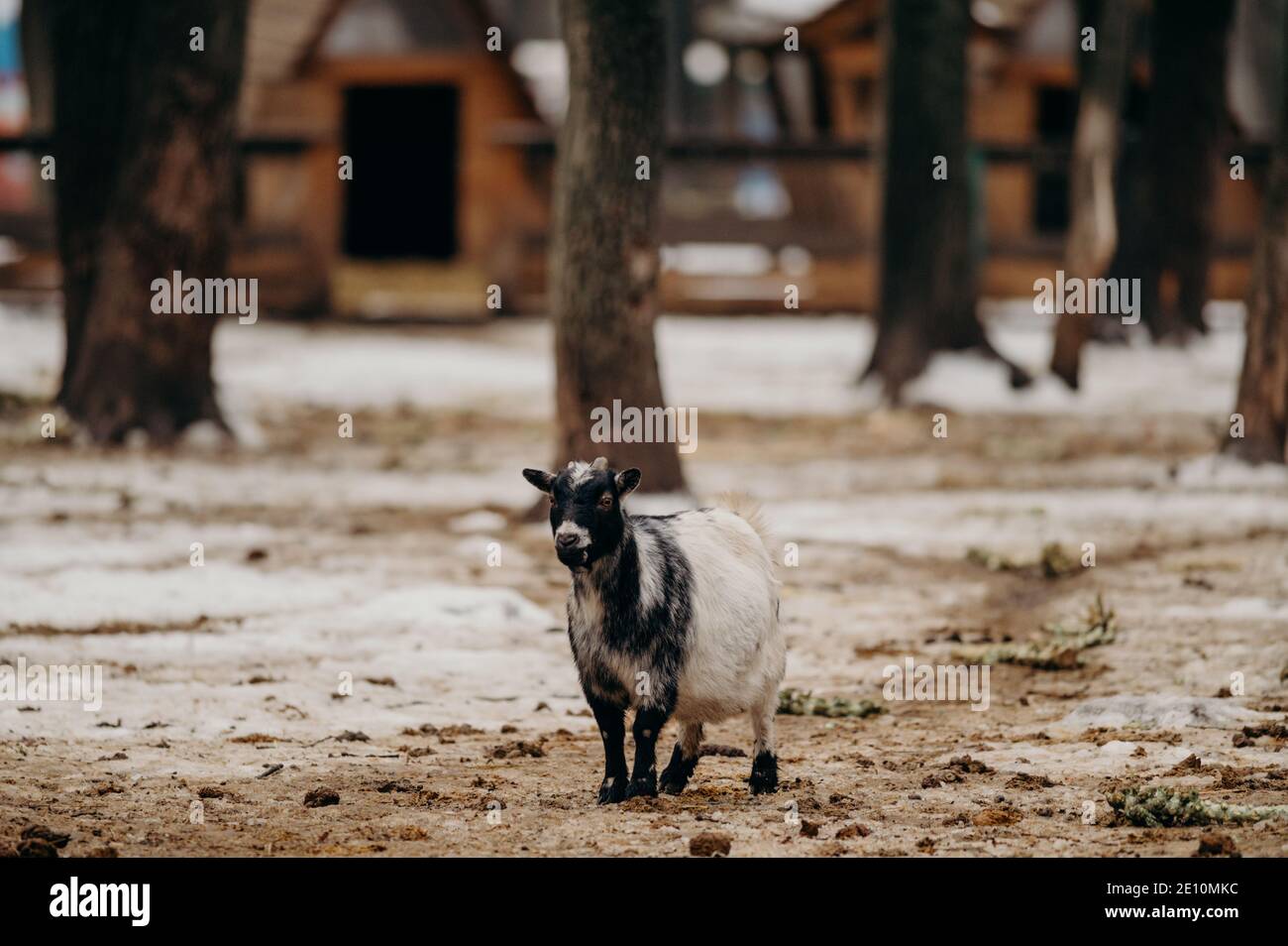 Goat. Portrait of a goat on a farm. Beautiful goat posing. Copy space ...