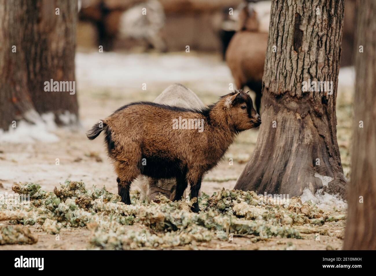 Goat. Portrait of a goat on a farm. Beautiful goat posing. Copy space ...