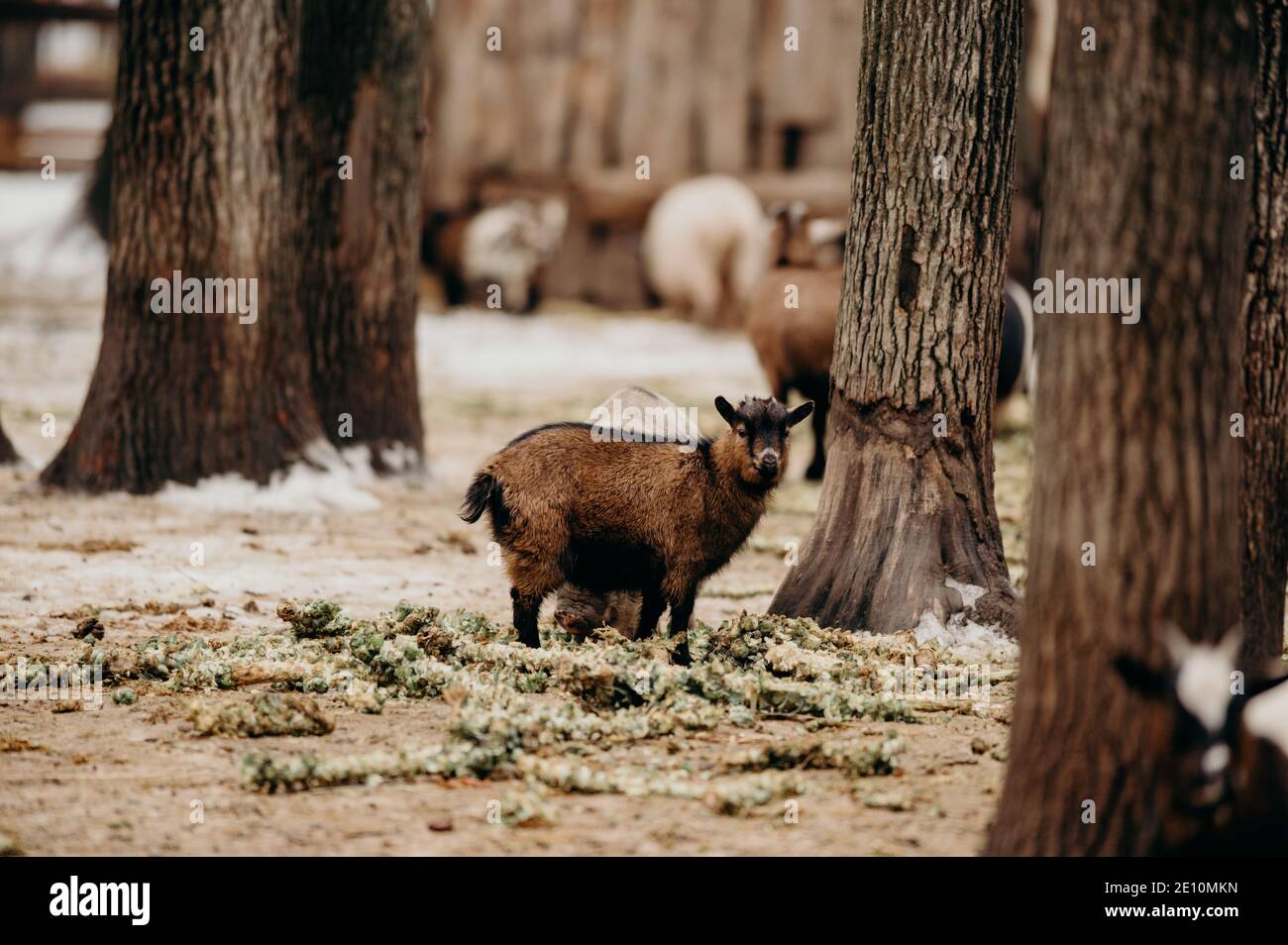 Goat. Portrait of a goat on a farm. Beautiful goat posing. Copy space ...