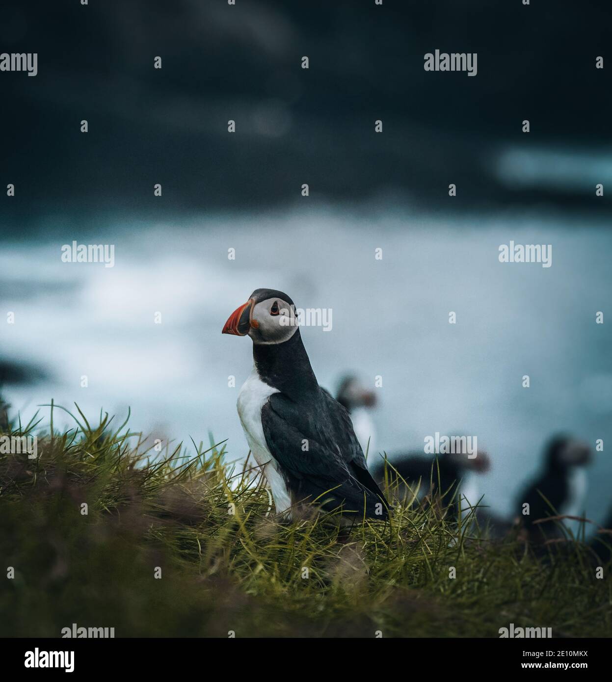 Atlantic Puffins bird or common Puffin in ocean blue background ...
