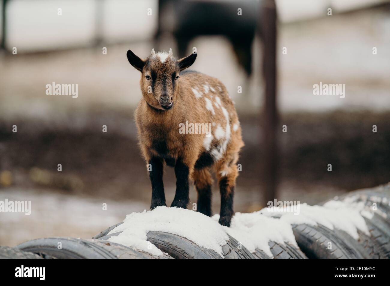 Goat. Portrait of a goat on a farm. Beautiful goat posing. Copy space ...