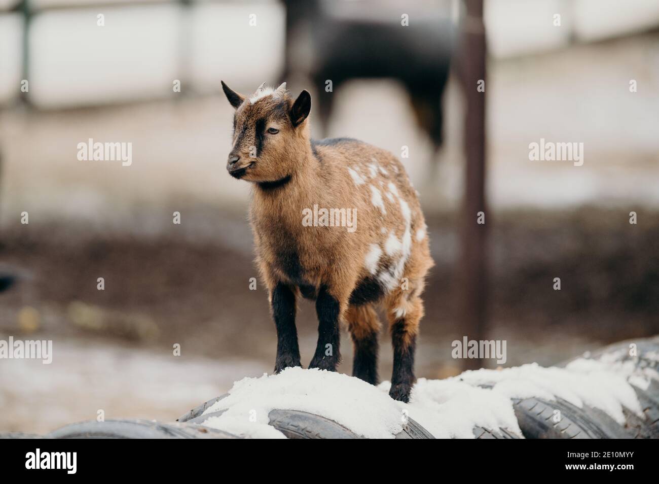 Goat. Portrait of a goat on a farm. Beautiful goat posing. Copy space ...