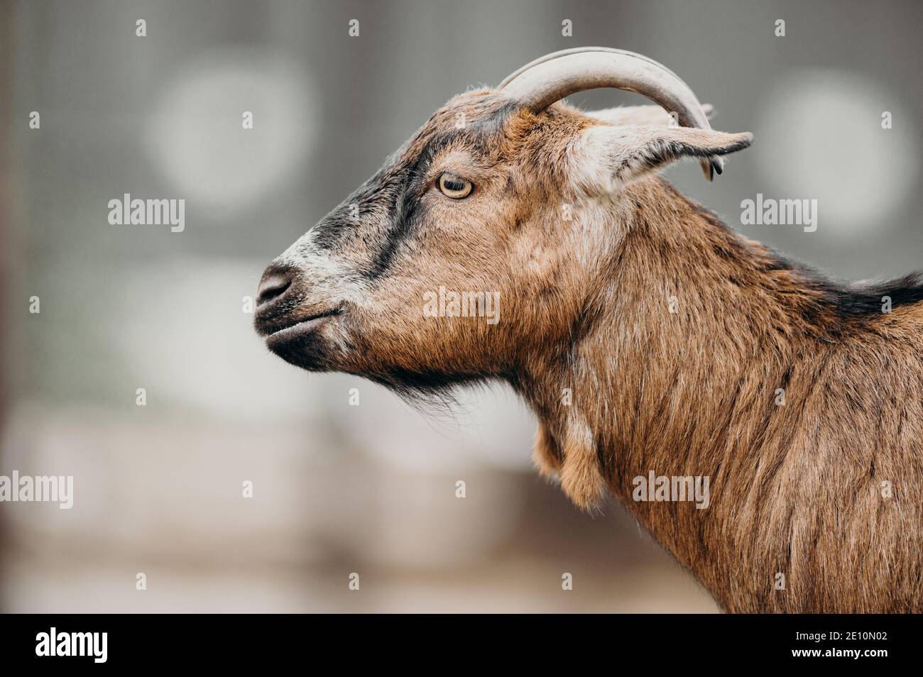 Goat. Portrait of a goat on a farm. Beautiful goat posing. Copy space ...
