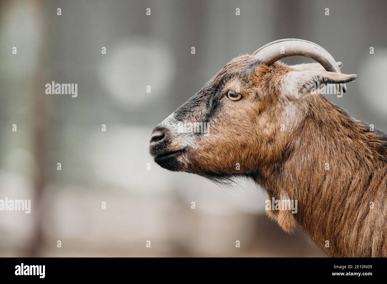 Goat. Portrait of a goat on a farm. Beautiful goat posing. Copy space ...