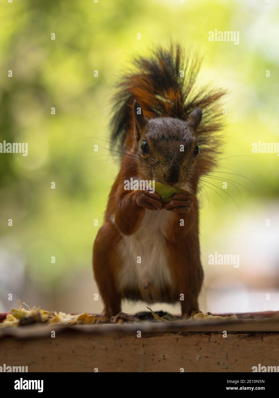 Red-tailed squirrel rodent eating in Parque Centenario park in ...