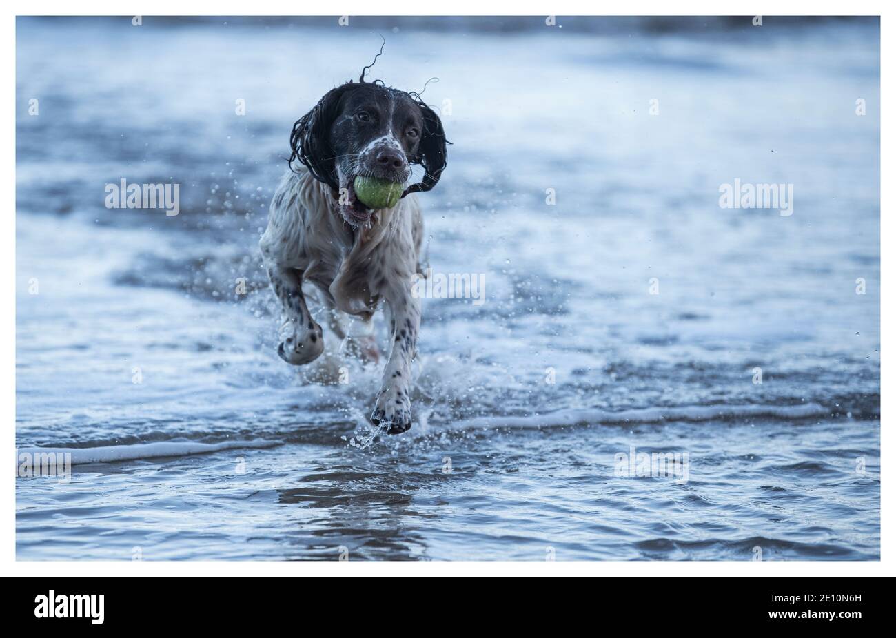 English Springer Spaniel In sea Stock Photo - Alamy