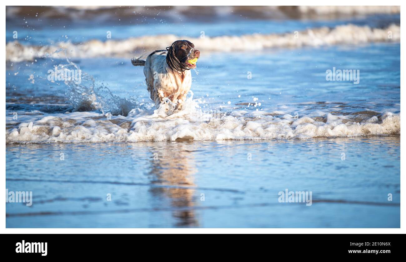 English Springer Spaniel In sea Stock Photo - Alamy