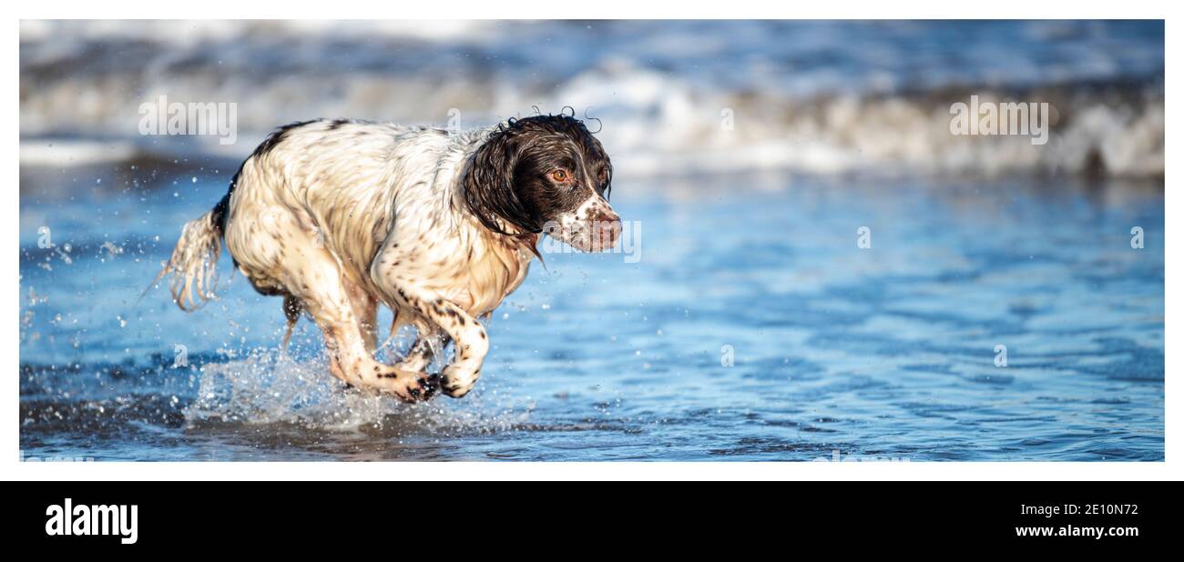 English Springer Spaniel In sea Stock Photo - Alamy