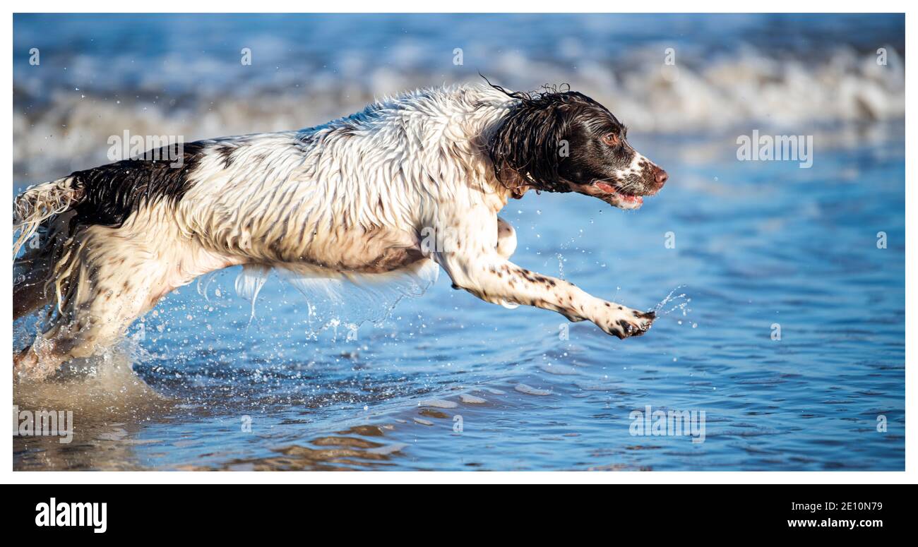 English Springer Spaniel In sea Stock Photo - Alamy