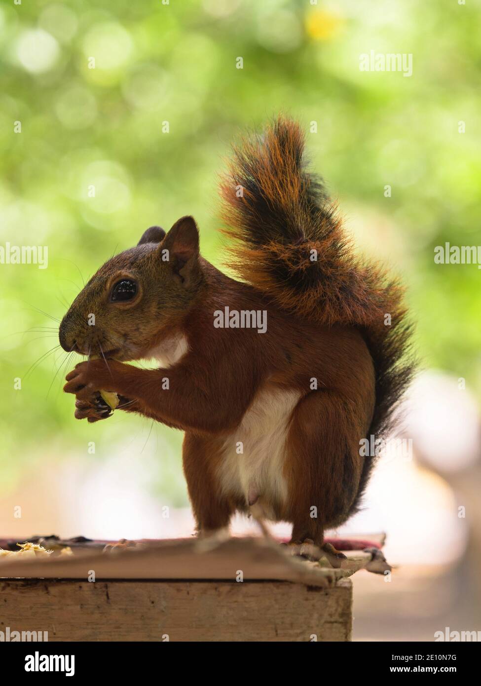 Red-tailed squirrel rodent eating in Parque Centenario park in ...