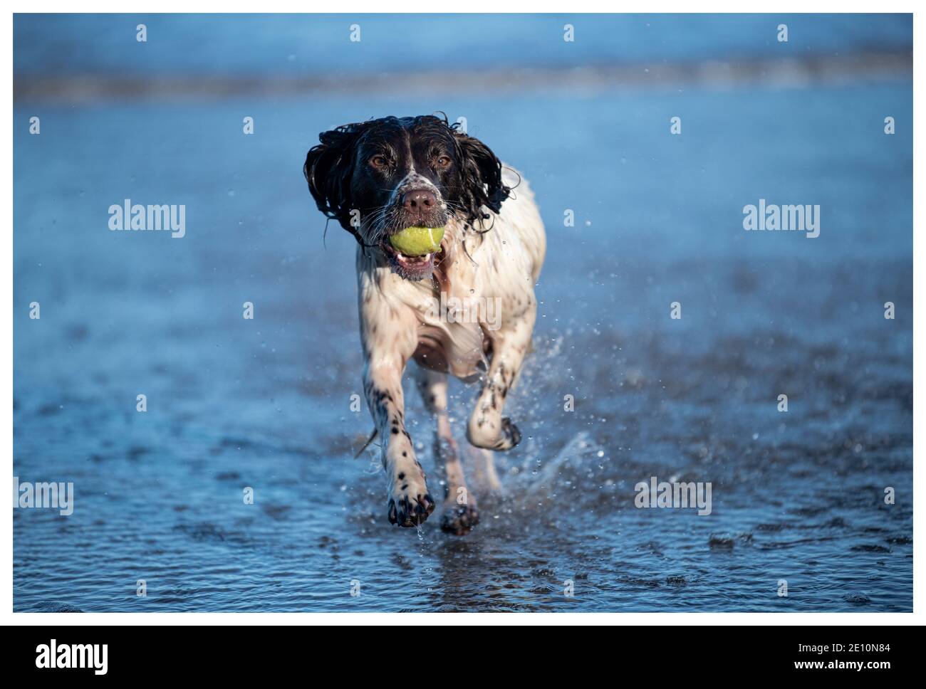 English Springer Spaniel In sea Stock Photo - Alamy