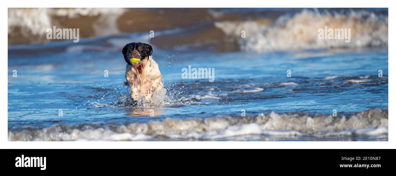 Playing fetch in the sea Cut Out Stock Images & Pictures - Alamy