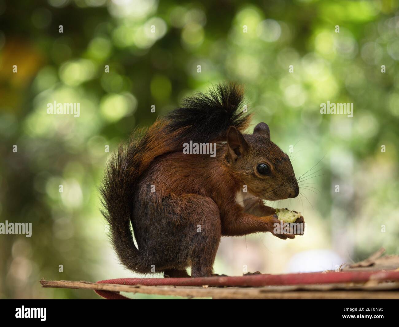 Red-tailed squirrel rodent eating in Parque Centenario park in ...