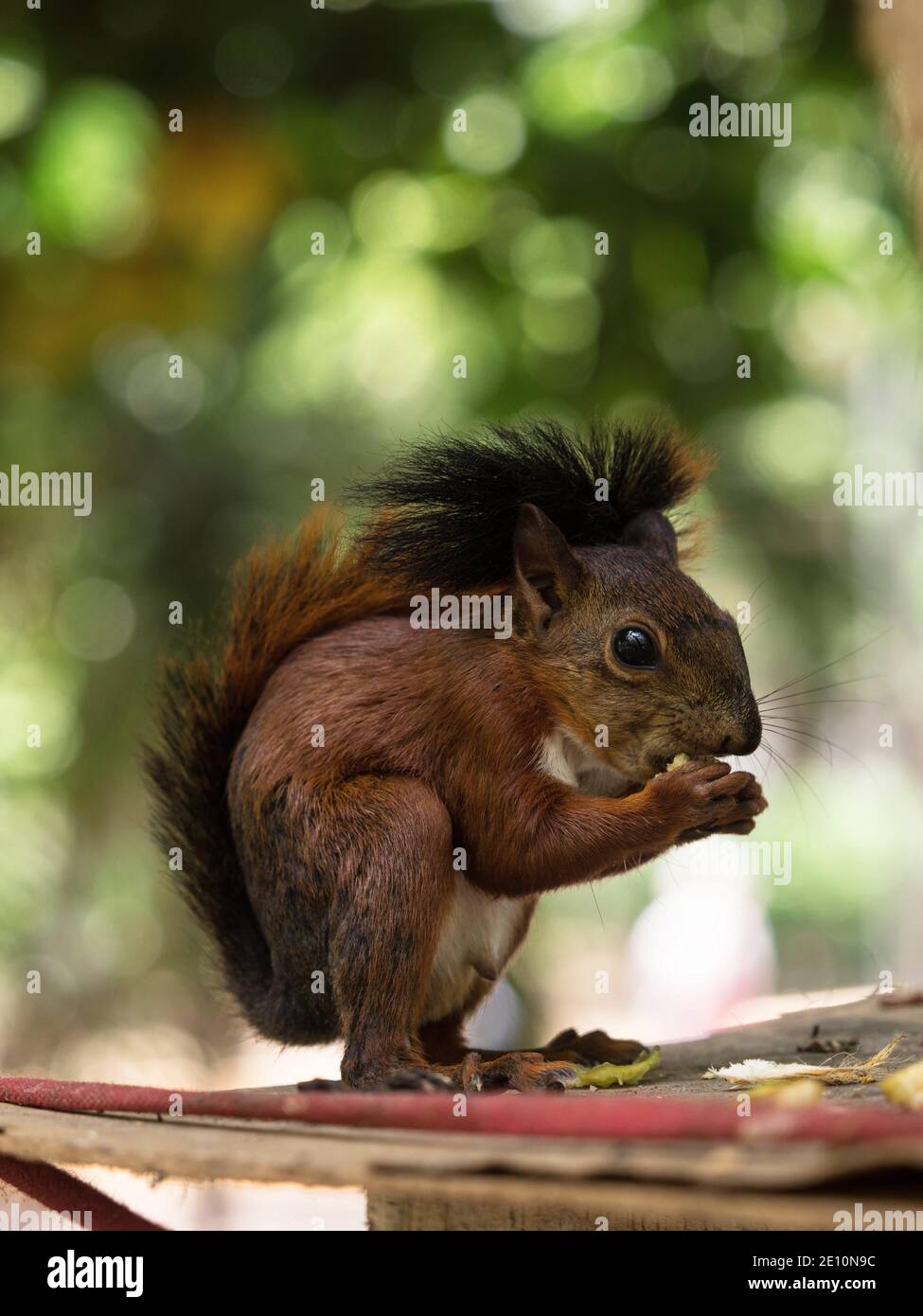 Red-tailed squirrel rodent eating in Parque Centenario park in ...