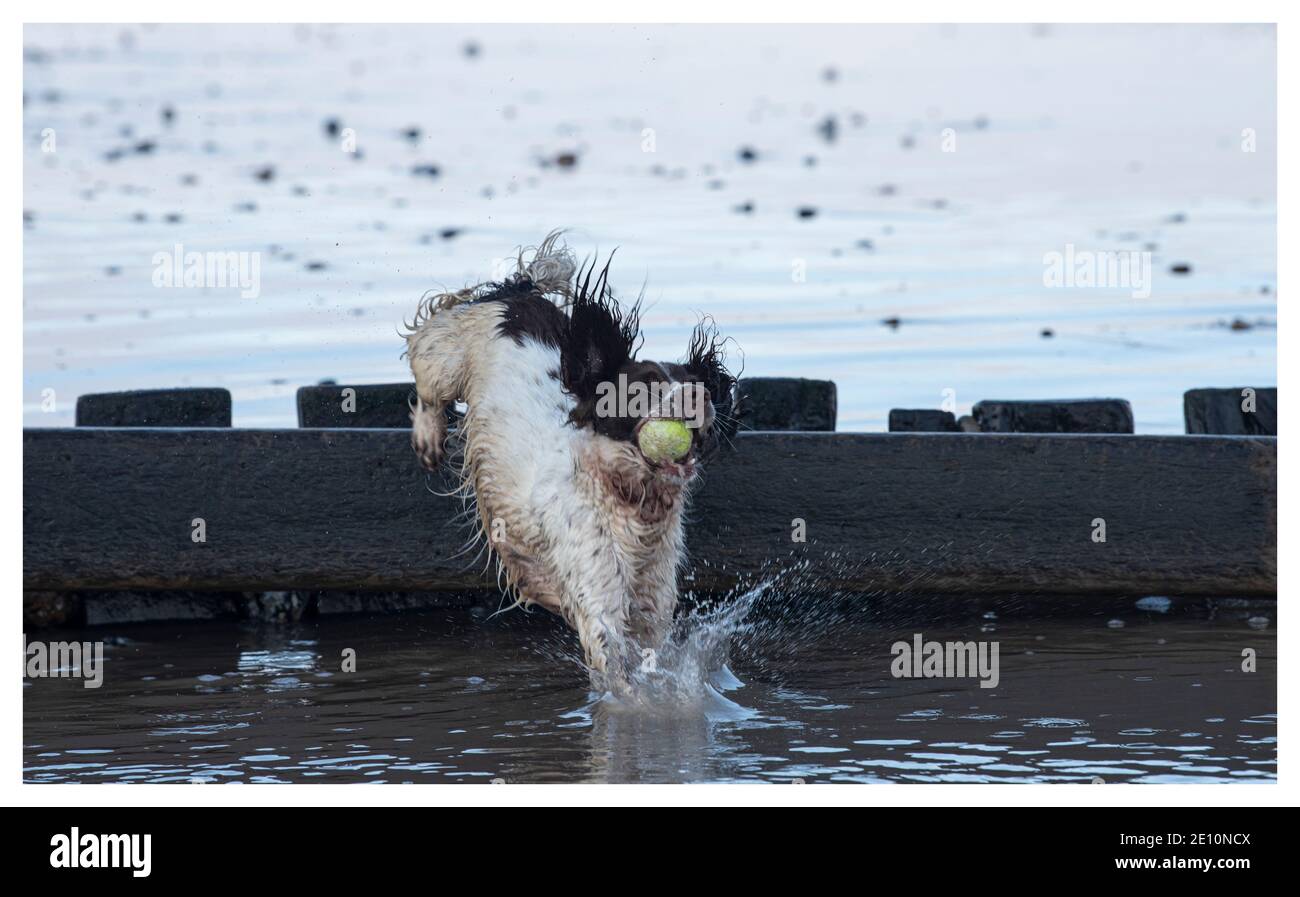 English Springer Spaniel In sea Stock Photo - Alamy