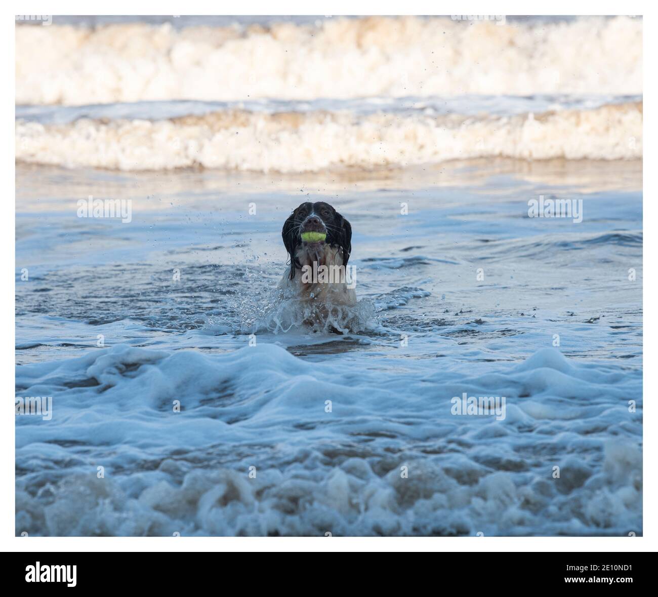 English Springer Spaniel In sea Stock Photo - Alamy