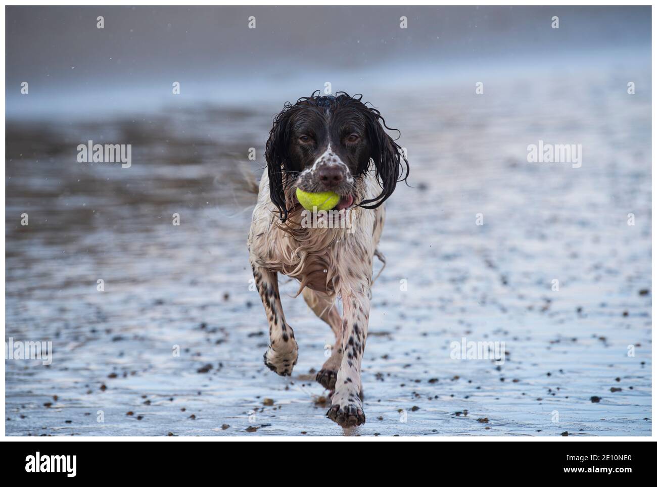 English Springer Spaniel In sea Stock Photo - Alamy