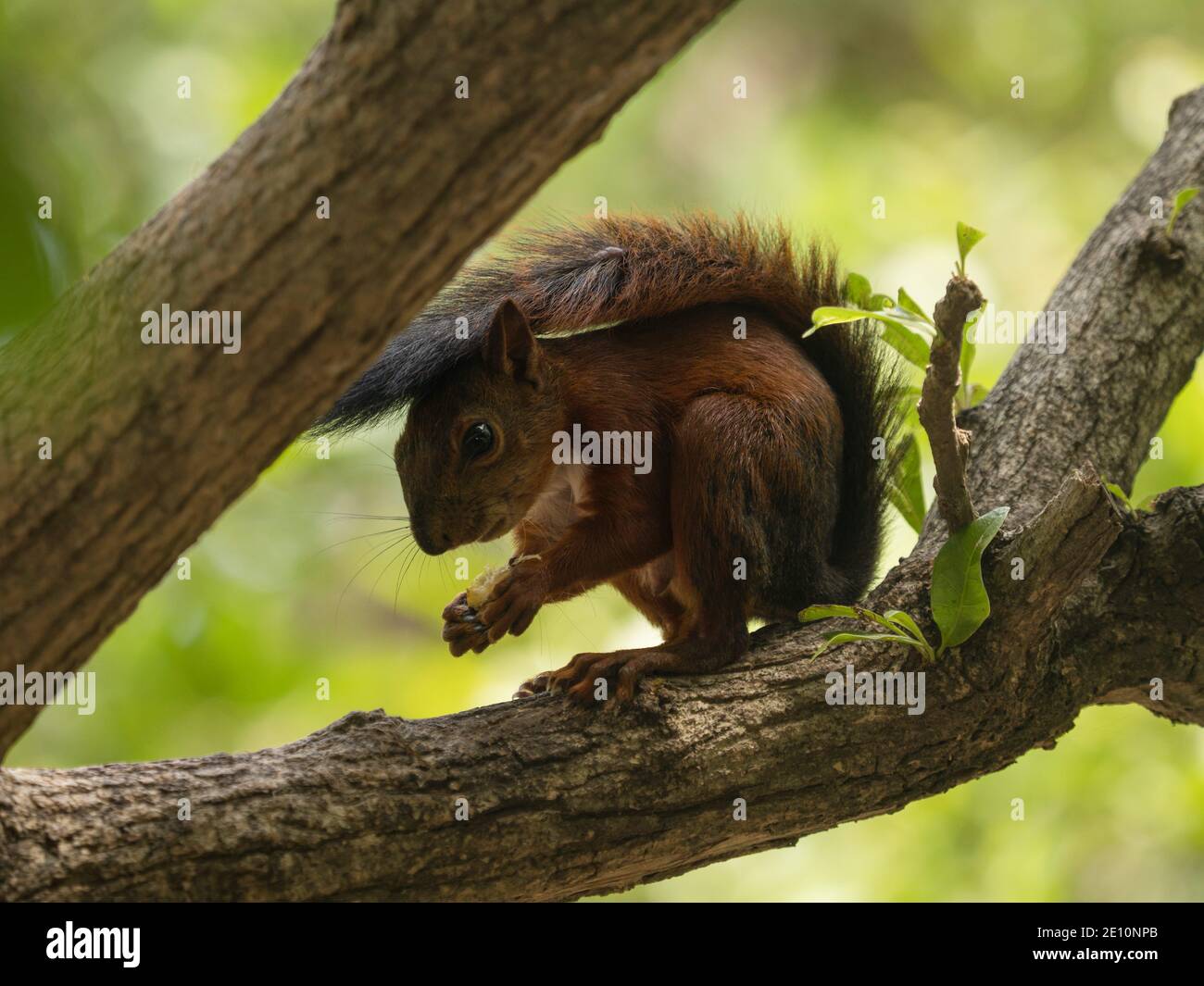 Red-tailed squirrel rodent eating in Parque Centenario park in ...