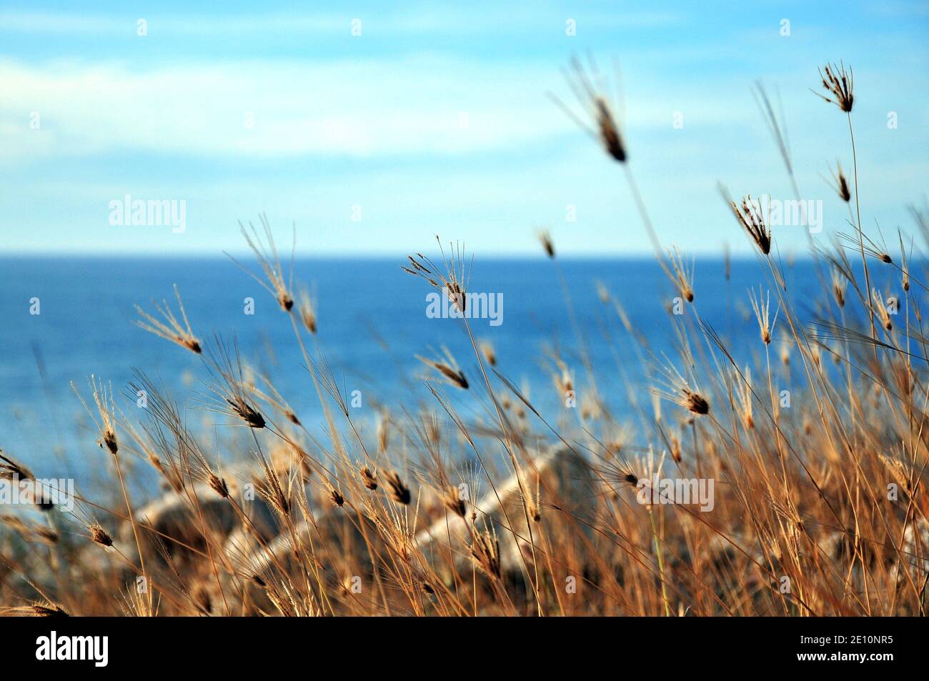 Just like weeds, be strong, cheerful and free Stock Photo - Alamy