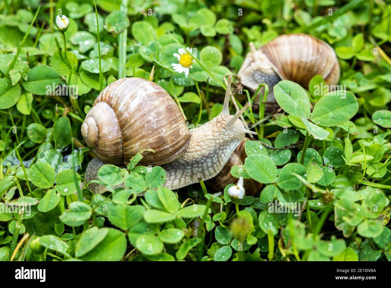Snail is sitting on cabbage in the garden Stock Photo - Alamy