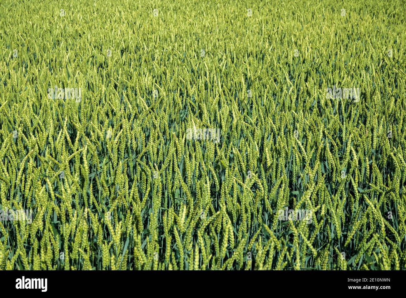 green wheat field texture background Stock Photo - Alamy