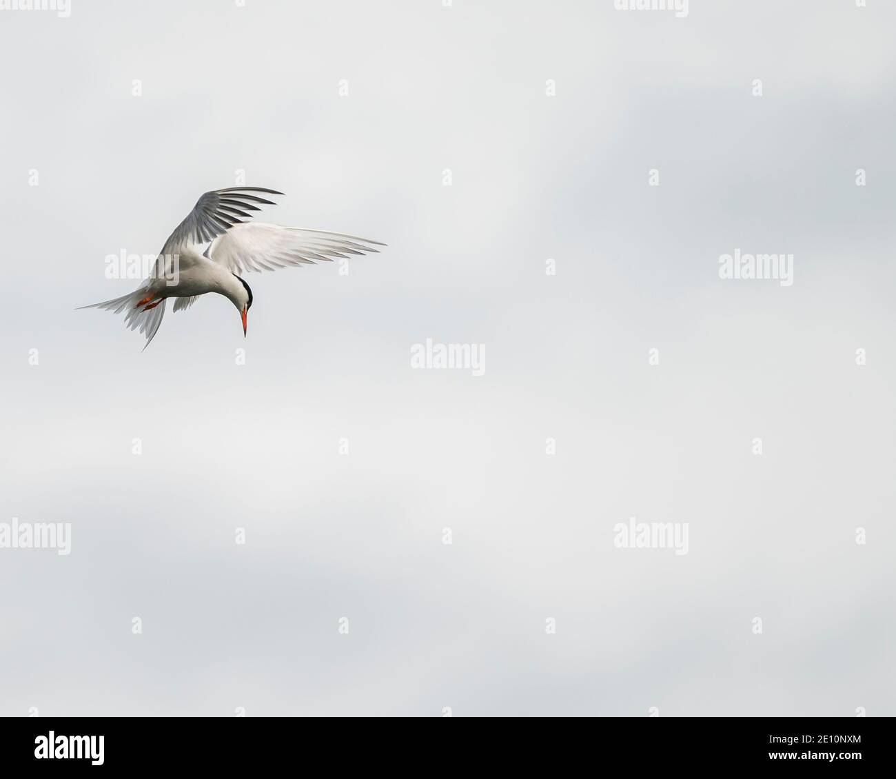 Tern hovering hi-res stock photography and images - Alamy