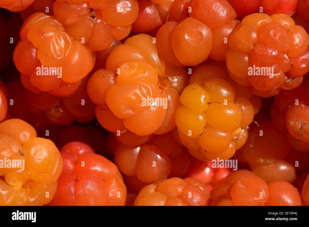 Cloudberries plant hi-res stock photography and images - Alamy