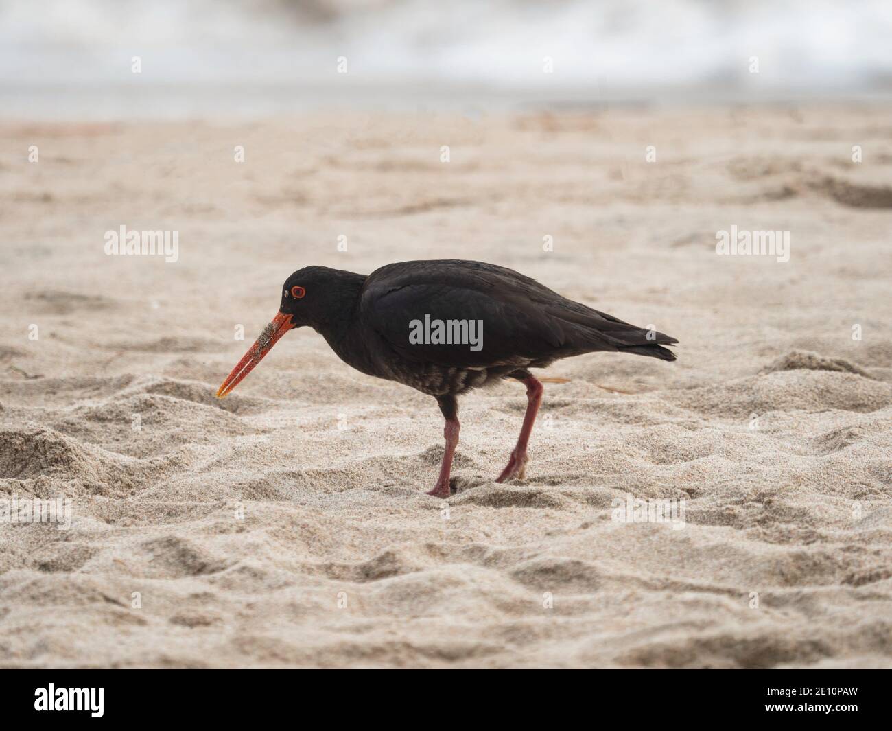 Variable oystercatcher Haematopus unicolor Torea pango at sandy beach ...