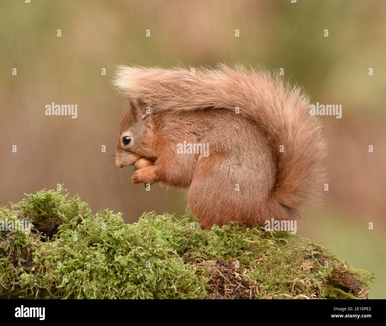 Storing nuts hi-res stock photography and images - Alamy