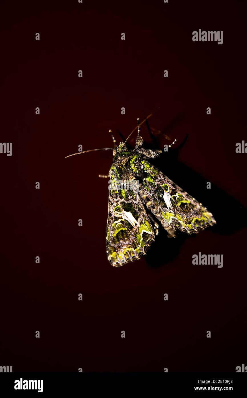 Green moth on a brown glass background. Butterfly in bright green color ...