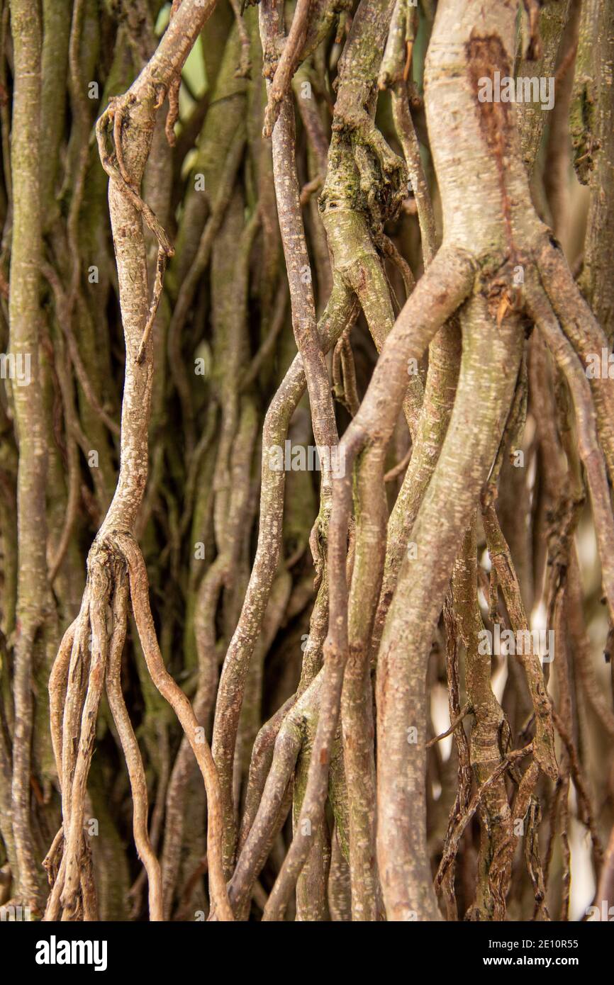 A closeup of auxiliary root of banyan tree in the park on the outskirts ...