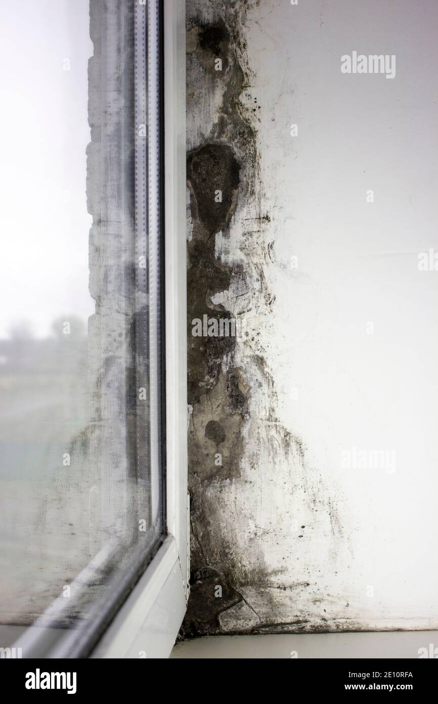 Mold near the windows, fungus on the walls of the house. Metal-plastic ...