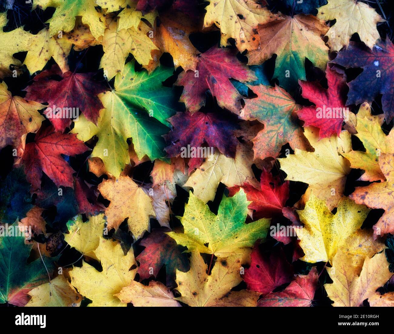 Mixed colourful leaves hi-res stock photography and images - Alamy