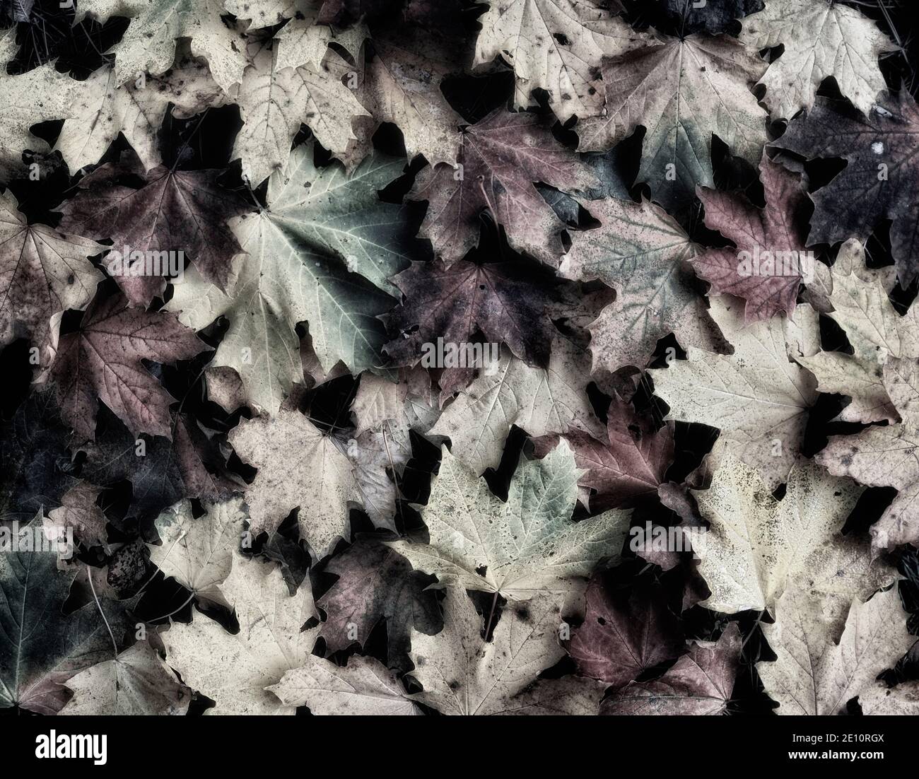 Mixed colourful leaves hi-res stock photography and images - Alamy