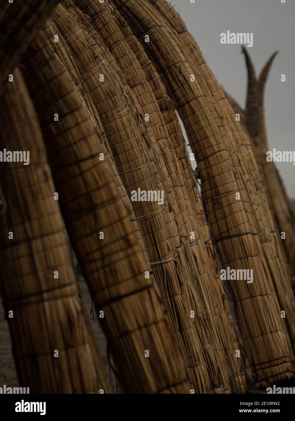 Totora schoenoplectus californicus tatora hi-res stock photography and ...