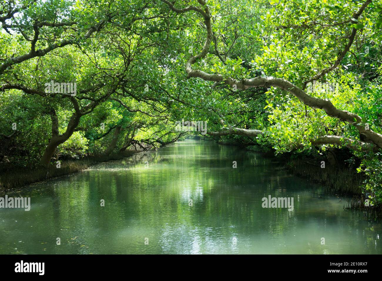 Mangrove Forest Landscape, Tainan, Taiwan Stock Photo - Alamy