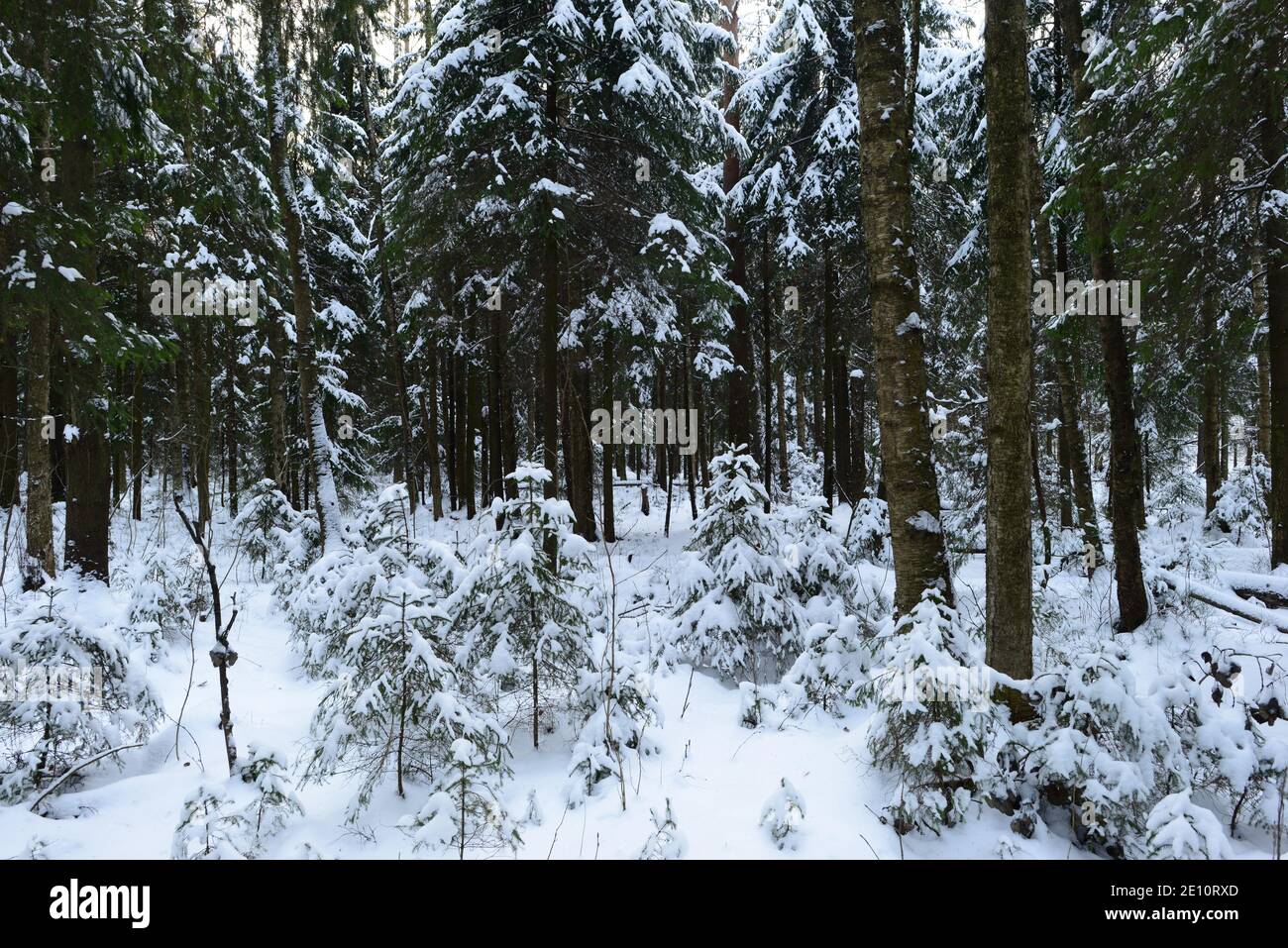 View snowy spruce tree forest hi-res stock photography and images - Alamy