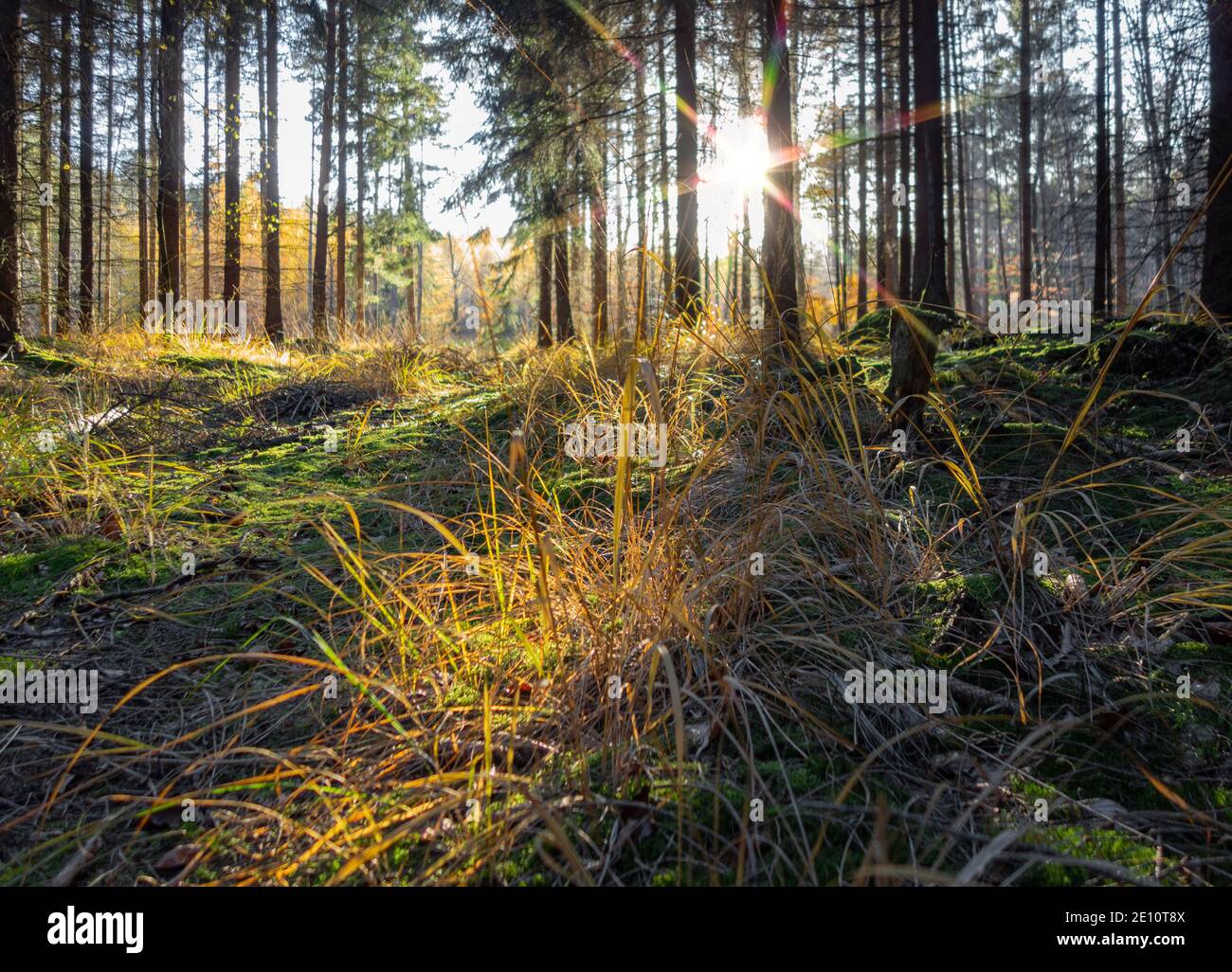 Sunny evening forest scenery hi-res stock photography and images - Alamy