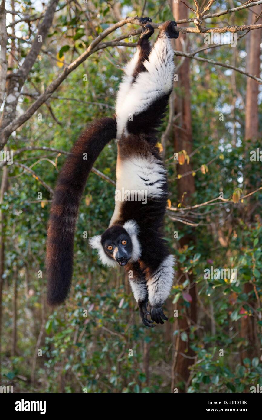 Black-and-white ruffed lemur Varecia variegata, clambering in ...
