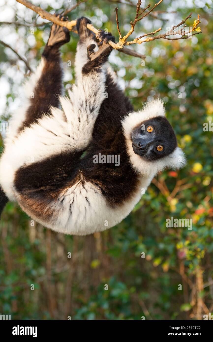 Black-and-white ruffed lemur Varecia variegata, clambering in ...