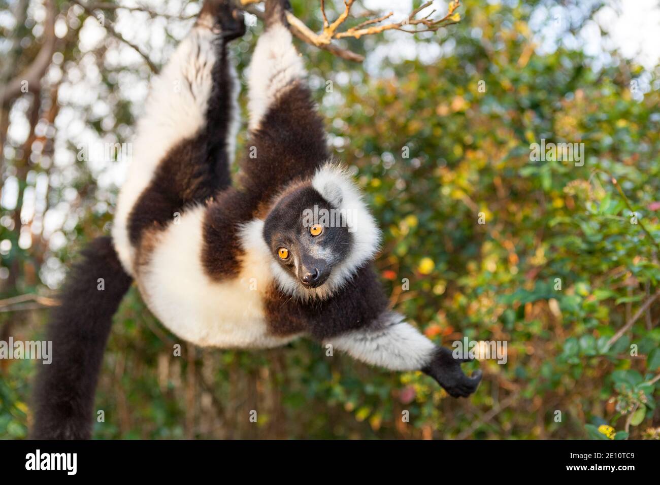 Black-and-white ruffed lemur Varecia variegata, clambering in ...
