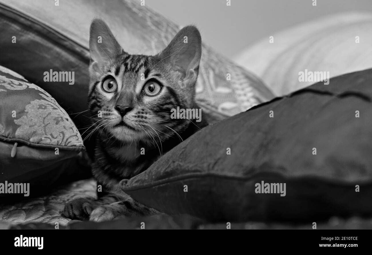 Domestic cat paw over eyes hi-res stock photography and images - Alamy