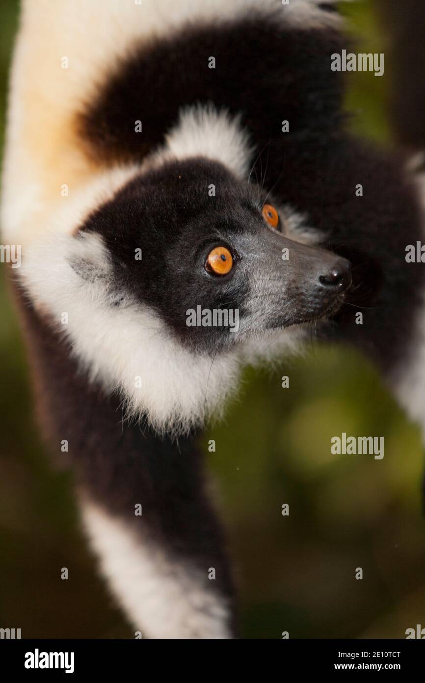 Black-and-white ruffed lemur Varecia variegata, clambering in ...
