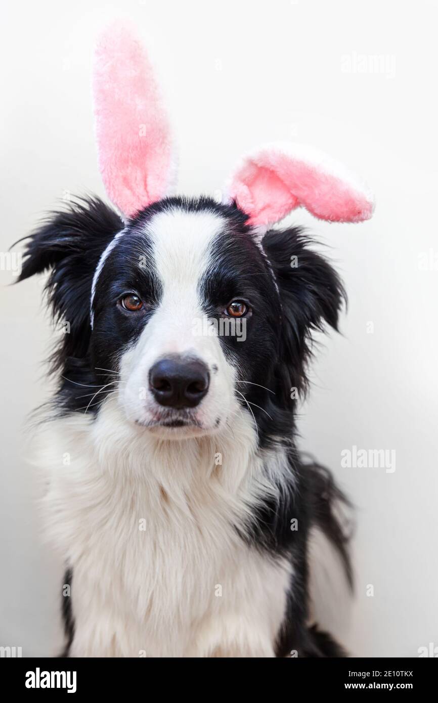 Happy Easter concept. Funny portrait of cute smiling puppy dog border ...