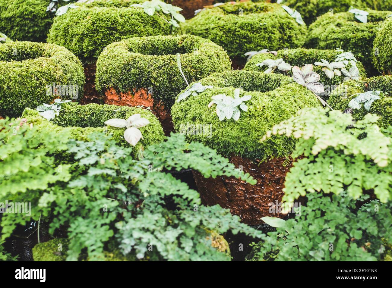 Moss in design hi-res stock photography and images - Alamy