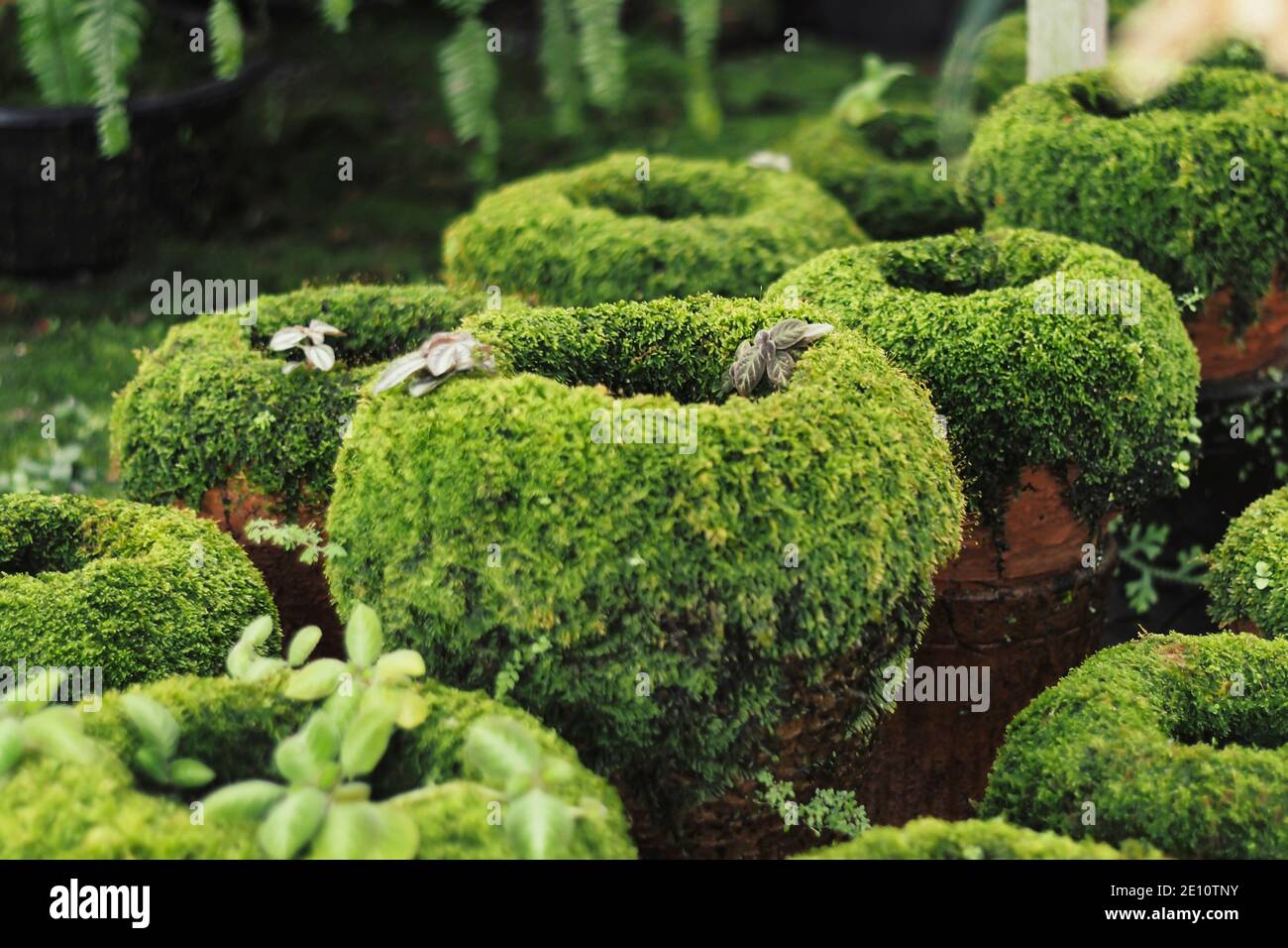 Moss-Covered Clay Pots. gardening Dress up a clay or terracotta pot ...